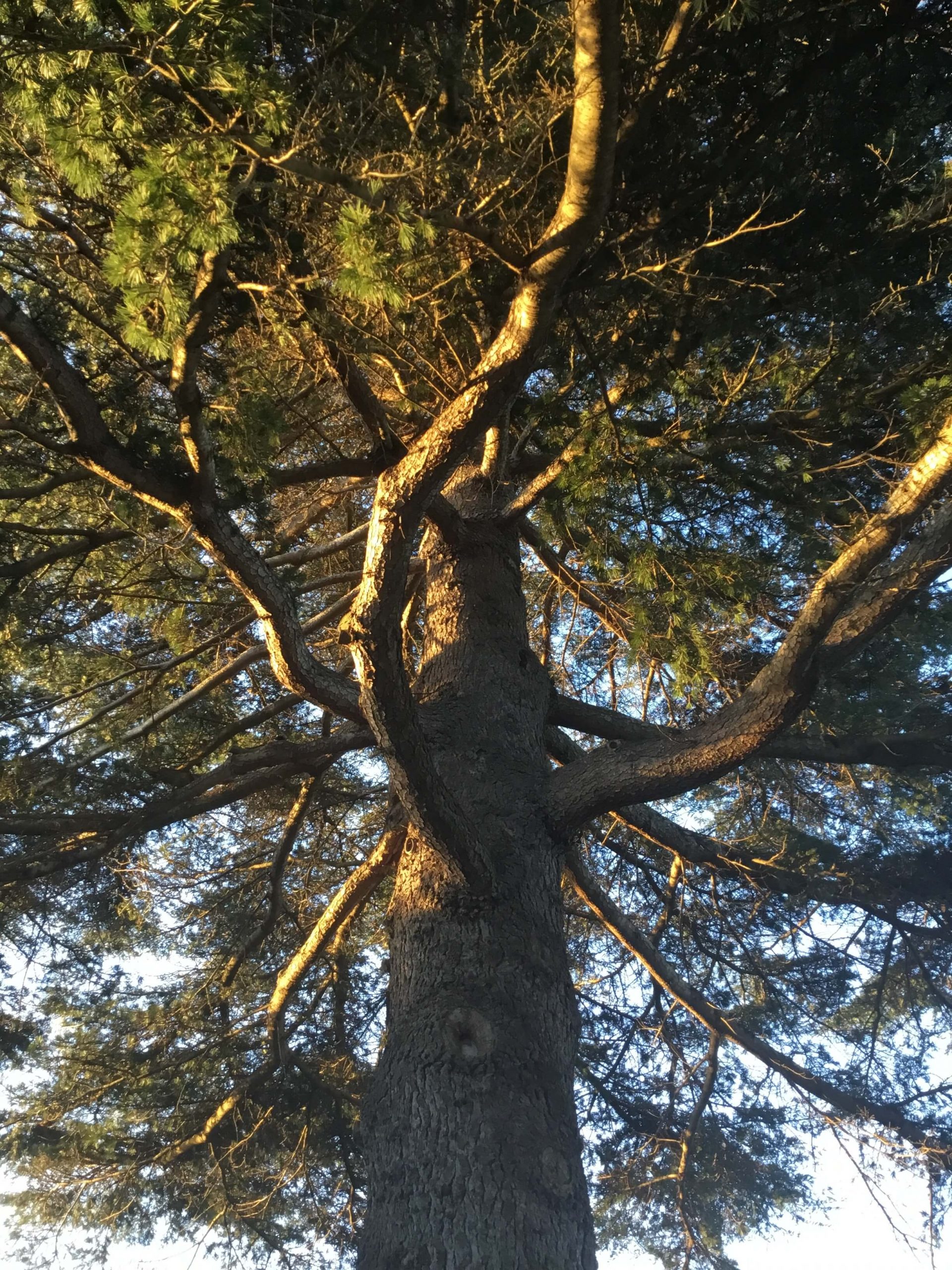 Down to Earth Tree Services - DTE Trees